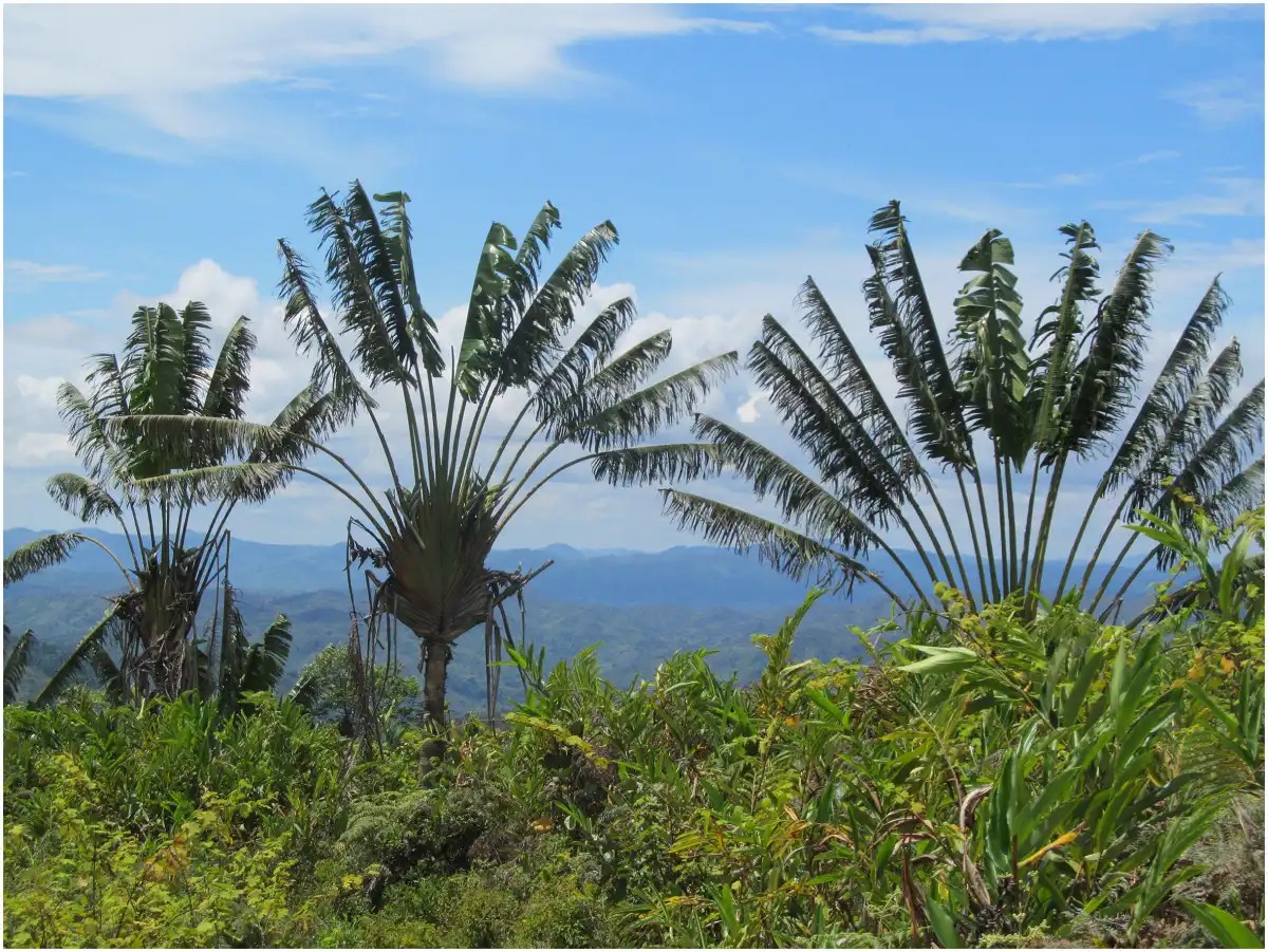 Visit the East of Madagascar